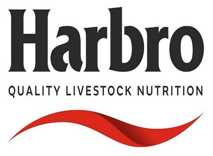 SHETLAND CAT RESCUE, where cats come first